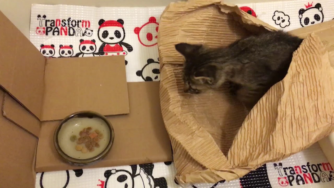 a cat named KOHAKU 4 はじめてのかりかり - YouTube