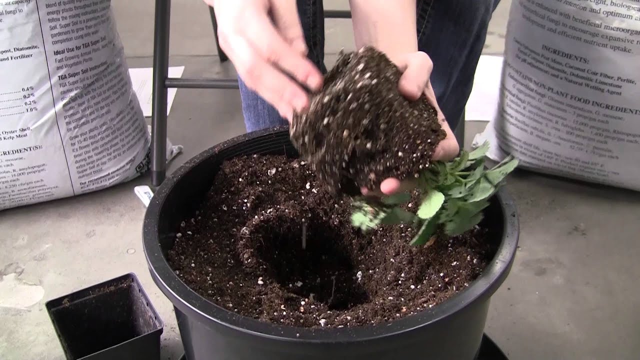 Sour Kay: How To Transplant With TGA Super Soil (Full Scale) - YouTube