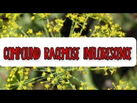 INFLORESCENCE || Compound Racemose Inflorescence - YouTube