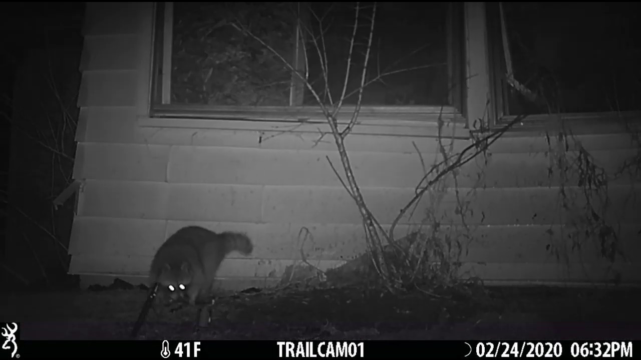 Clip of a raccoon come out of the window. - YouTube