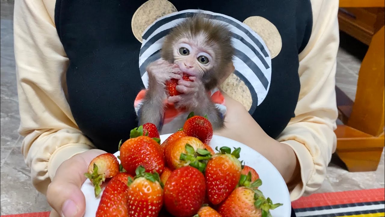Pika monkey is happy when eating a delicious plate of strawberries ...