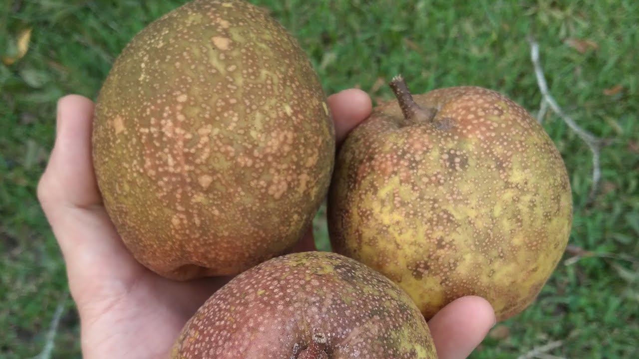 Beautiful Sand Pears are GREAT for the Deep South - YouTube