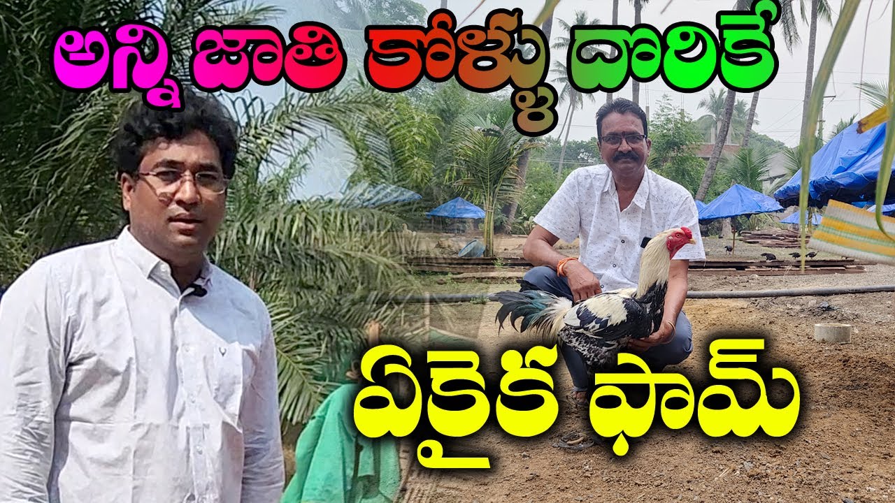 Poduru Legend Peddabbugari Farm || Best Breed In West Godavari - YouTube