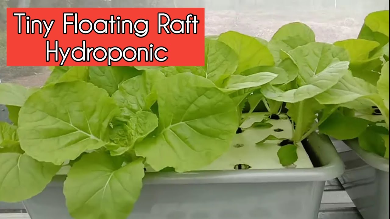 Tiny Floating Raft Hydroponic System - YouTube