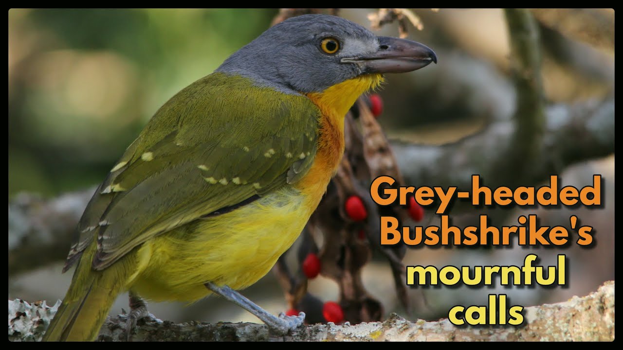 Grey-headed Bushshrike's mournful calls - YouTube