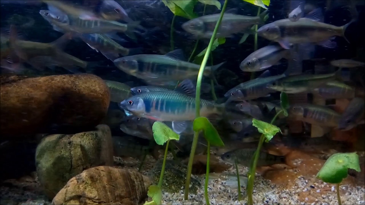 Zacco platypus River fish - zierfische repräsentative arten - YouTube