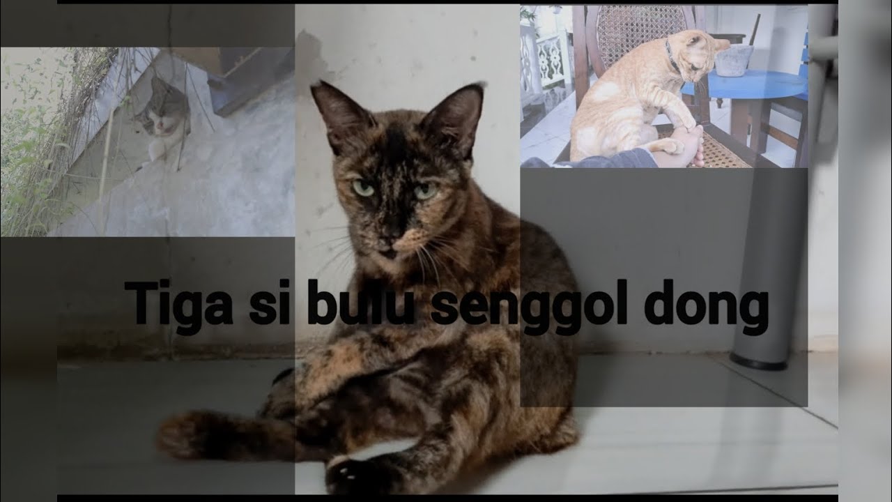 kucing lucu dan gemoi #kucingimut #catlover - YouTube