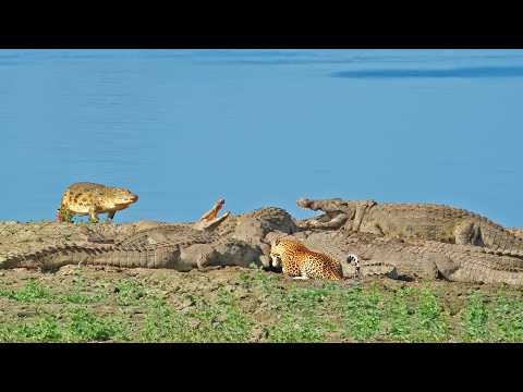 Blind Leopard with Balls of Steel Tries Taking from 10+ Monster Crocs