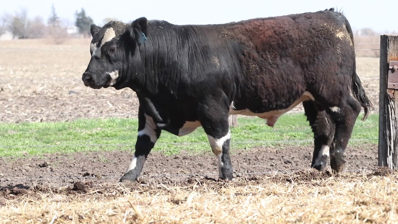 Bar S Cattle bull tag blue - YouTube