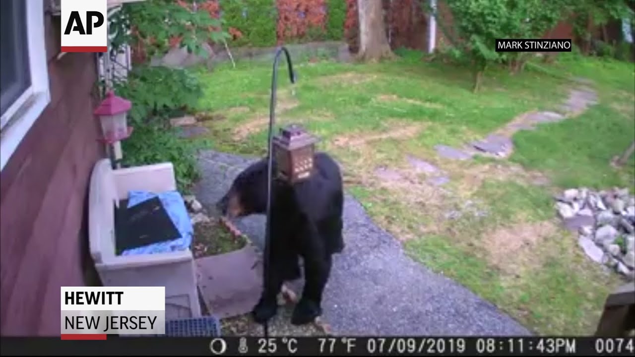 Dog chases bear out of backyard - YouTube