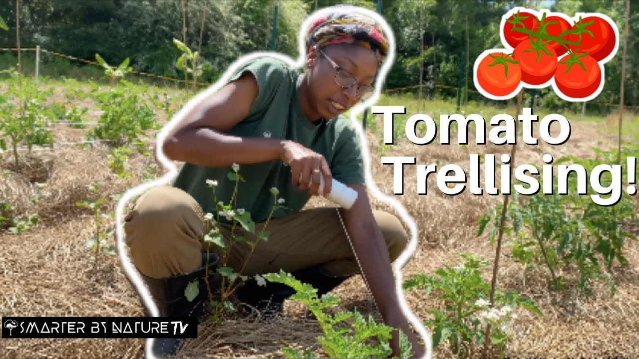 Trellising Tomatoes: The Florida Weaving Method - Easy & Low Cost - YouTube
