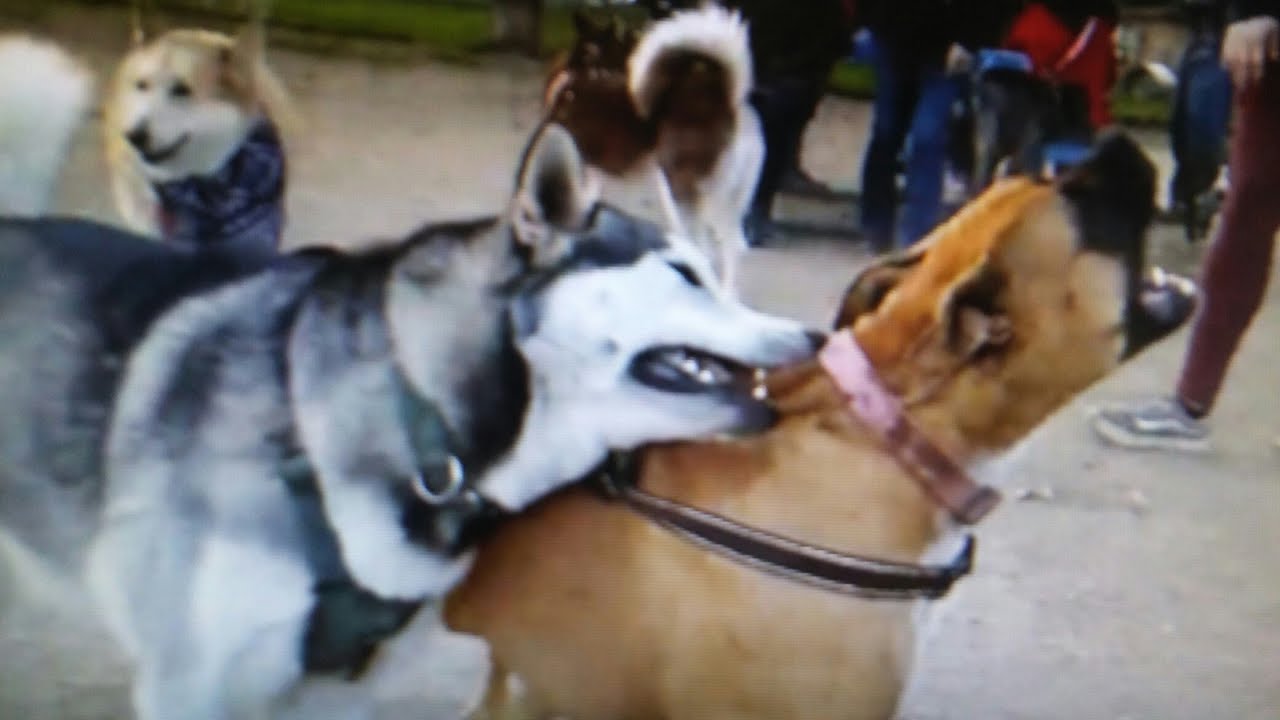 Did This Dog Park Play Go Too Far? - YouTube