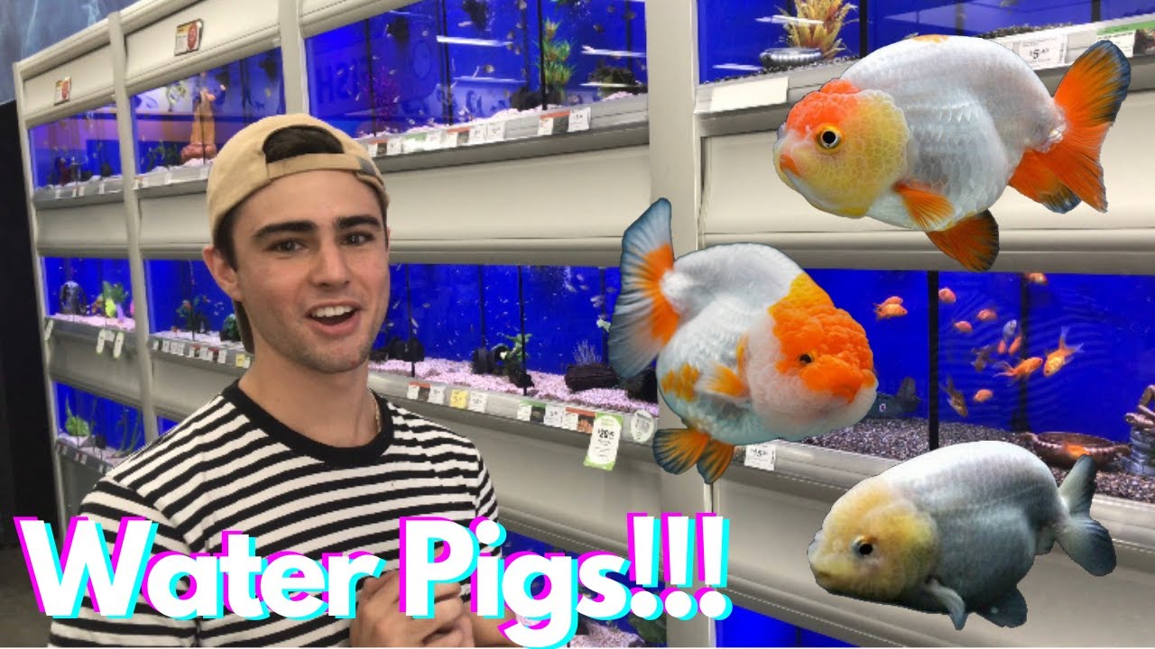 I Bought the CUTEST BABY RANCHU Goldfish!!! - YouTube