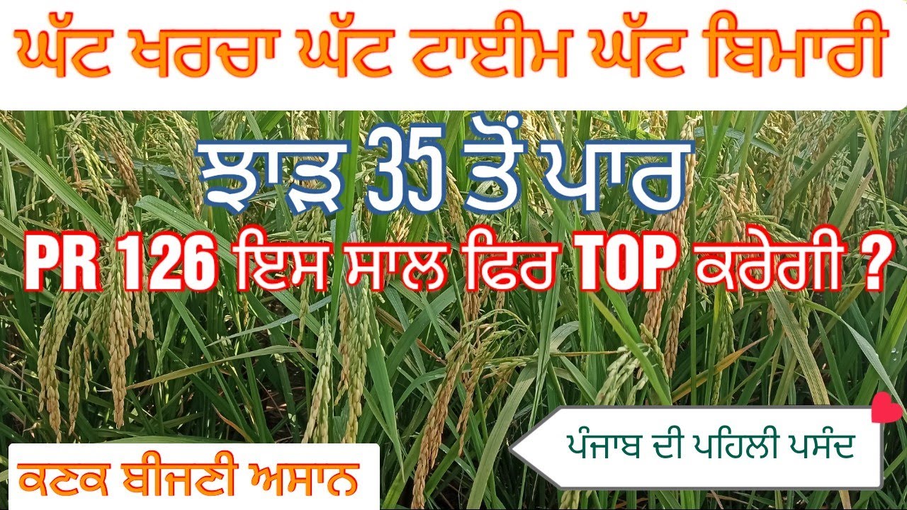 PR 126 TOP ਕਰੇਗੀ ਇਸ ਸਾਲ ? #paddy #pr126 - YouTube