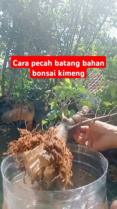 cara pecah batang bahan bonsai kimeng - YouTube