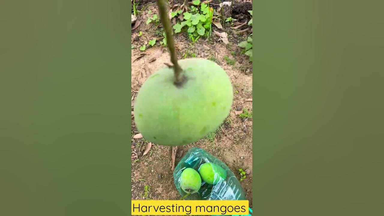 Harvesting Mangoes In Our Garden மாம்பழம் பரிக்கலாம் வாங்க Youtube