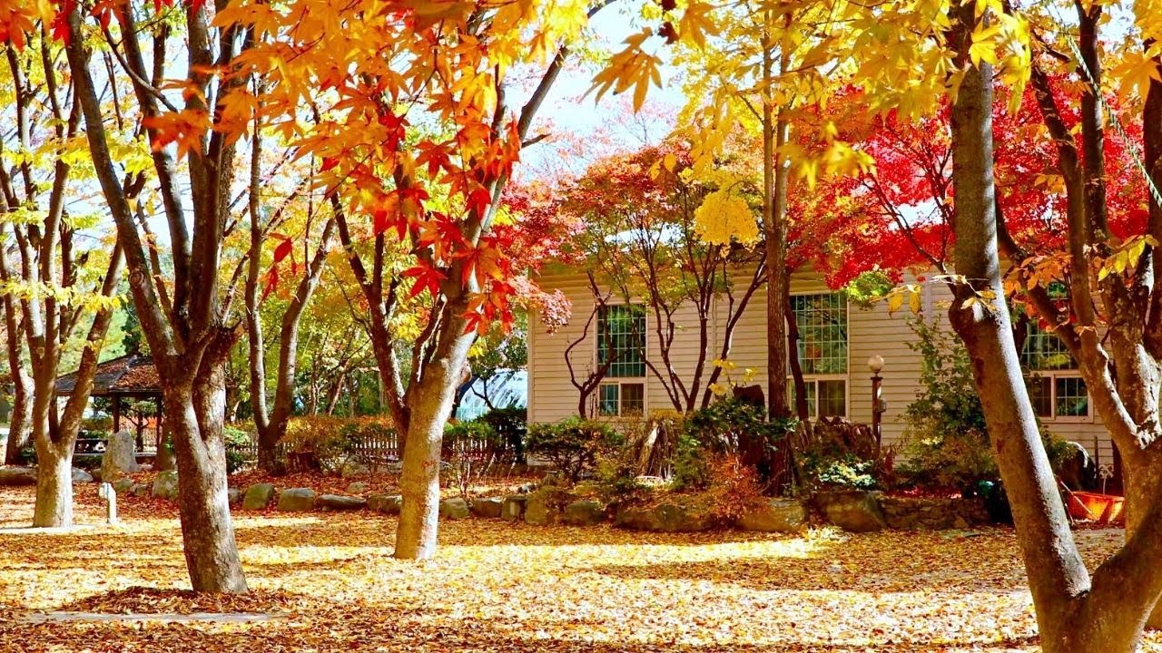 Autumn Ambience 🍂 ASMR Rustling Leaves, Gentle Wind, Fall Nature Sounds ...