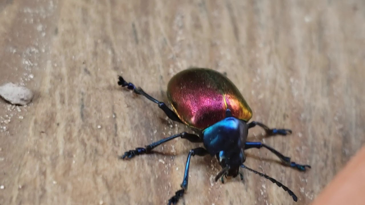 Beautiful bug - YouTube