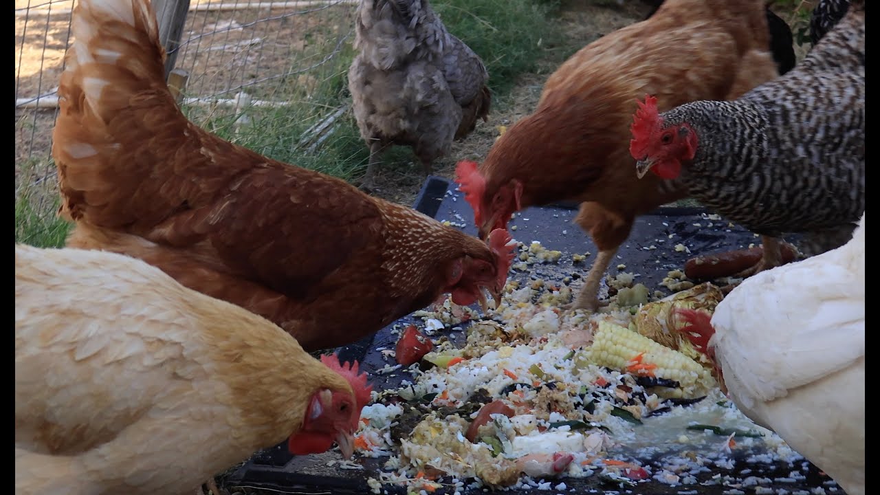 Chickens enjoy scraps - YouTube