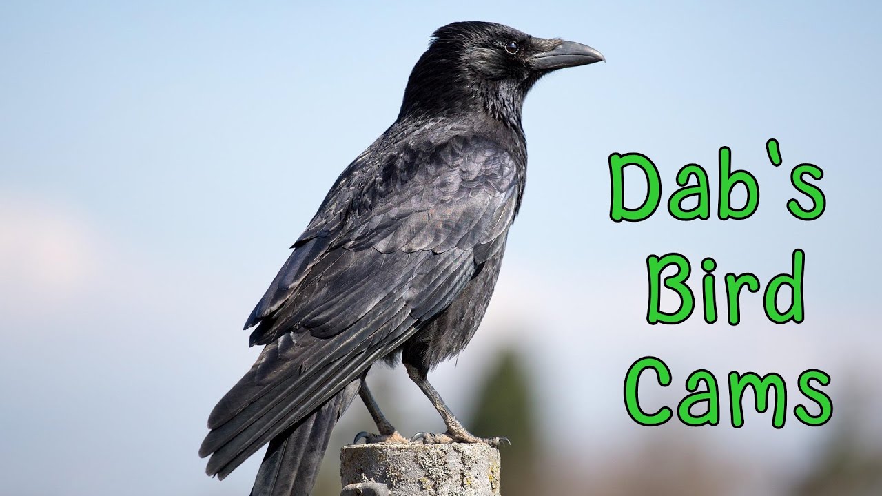Dab's Bird Cams - San Diego, California - YouTube