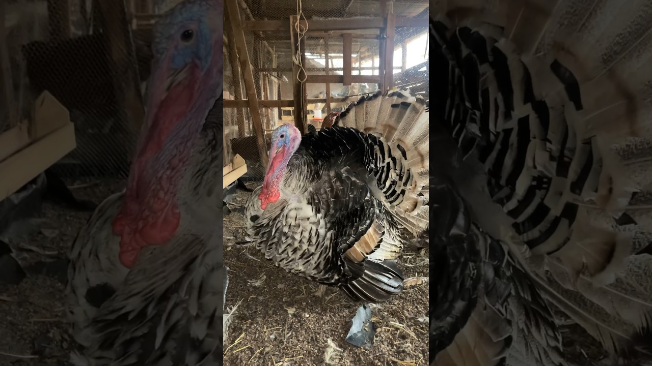 Turkey farming: Rearing turkeys at home at zero cost - YouTube