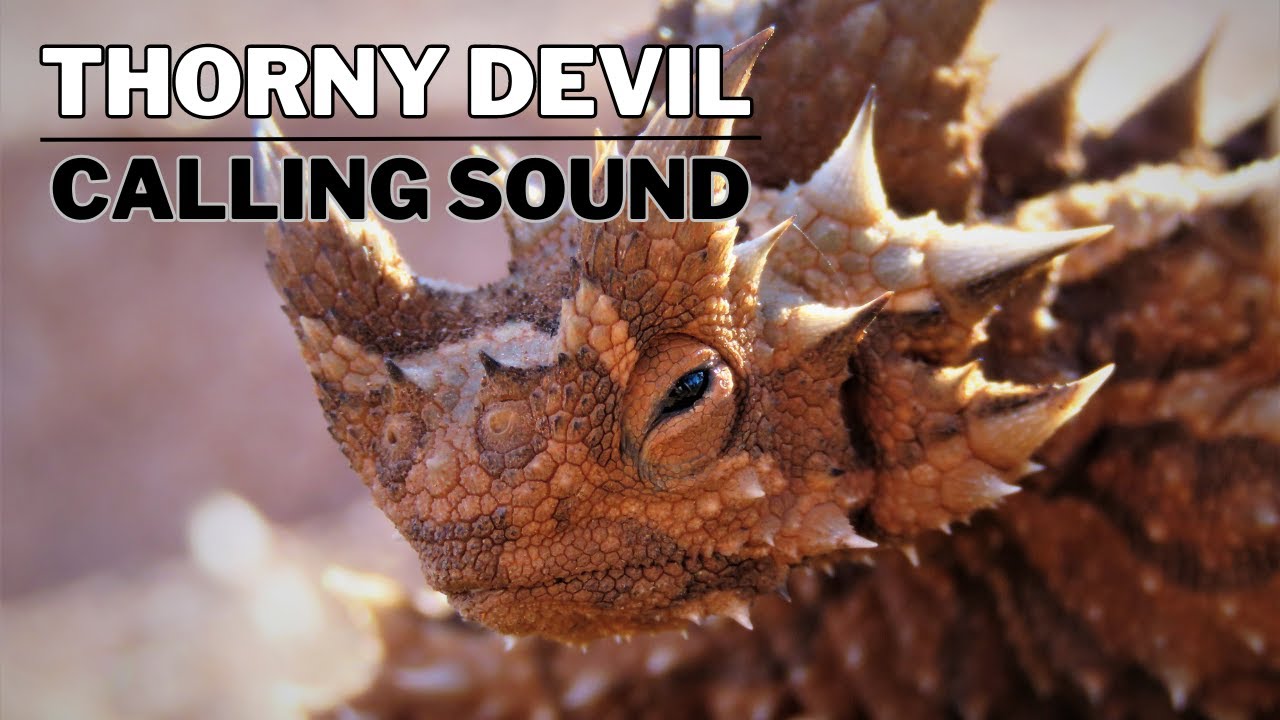 Thorny Devil Calling Sound - YouTube