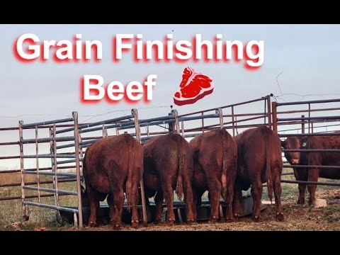 Grain Finishing Beef - YouTube