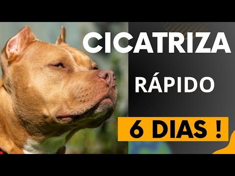 ️ CORTE DE ORELHA, MELHOR TRATAMENTO EM CASA! (Conchectomia) - YouTube