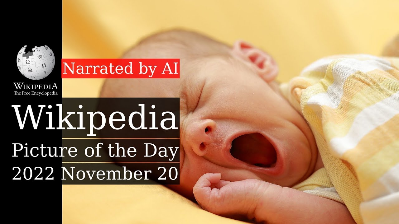 Wikipedia Picture of the Day: 2022-11-20 - Yawn (Narrated by Emma ...