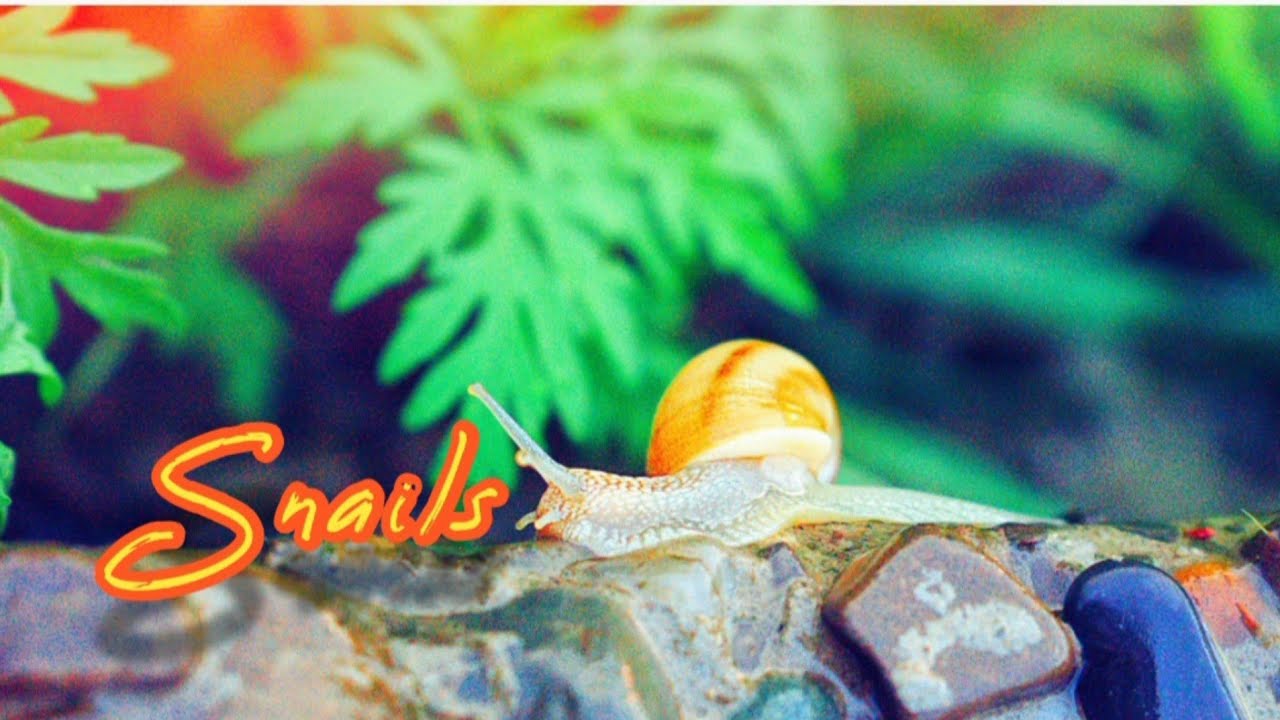 #Snails Beautiful Snails || Most Beautiful Snails In The World - YouTube
