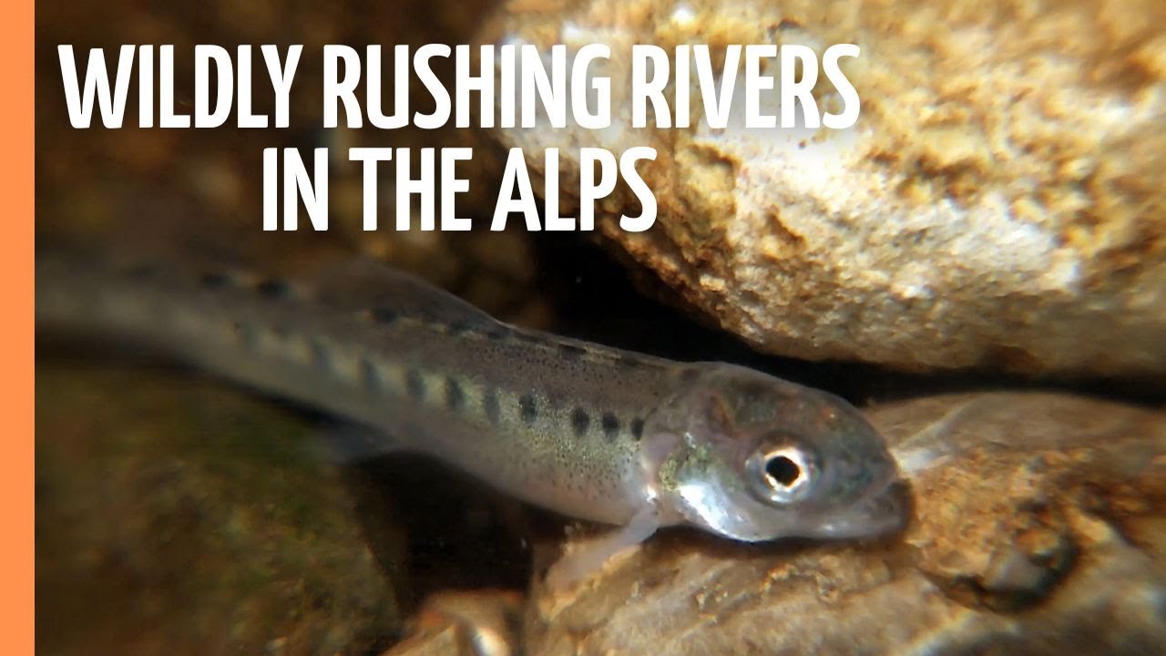 Wildly rushing rivers in the Alps | Full Documentary - YouTube