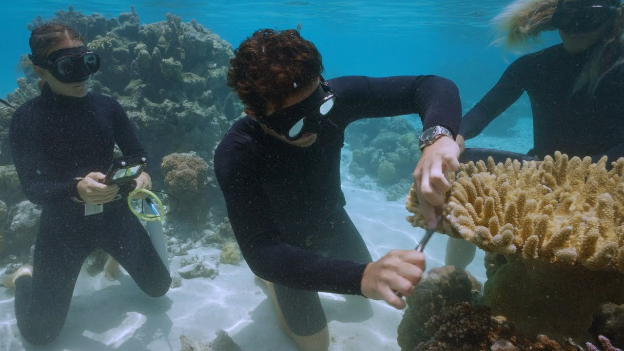 Rolex Perpetual Planet Initiative – Coral Gardeners: Restoring the Reef ...