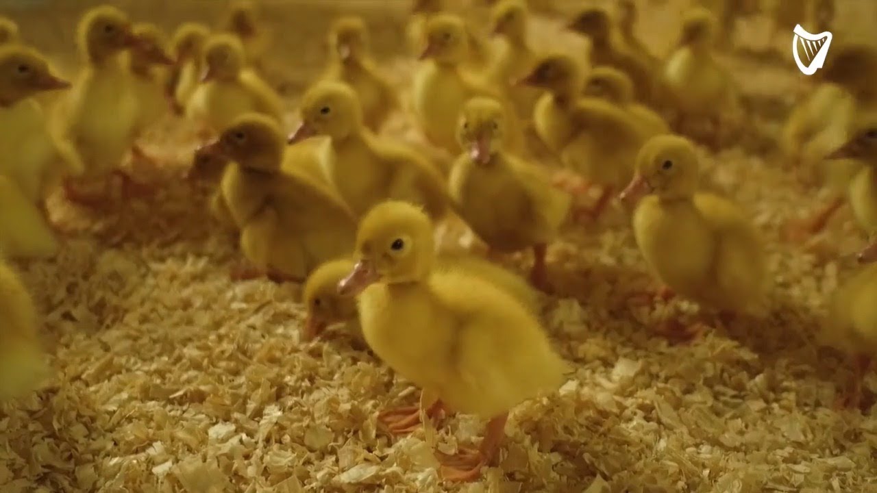 Boris the duck's multiple journeys across the border - YouTube