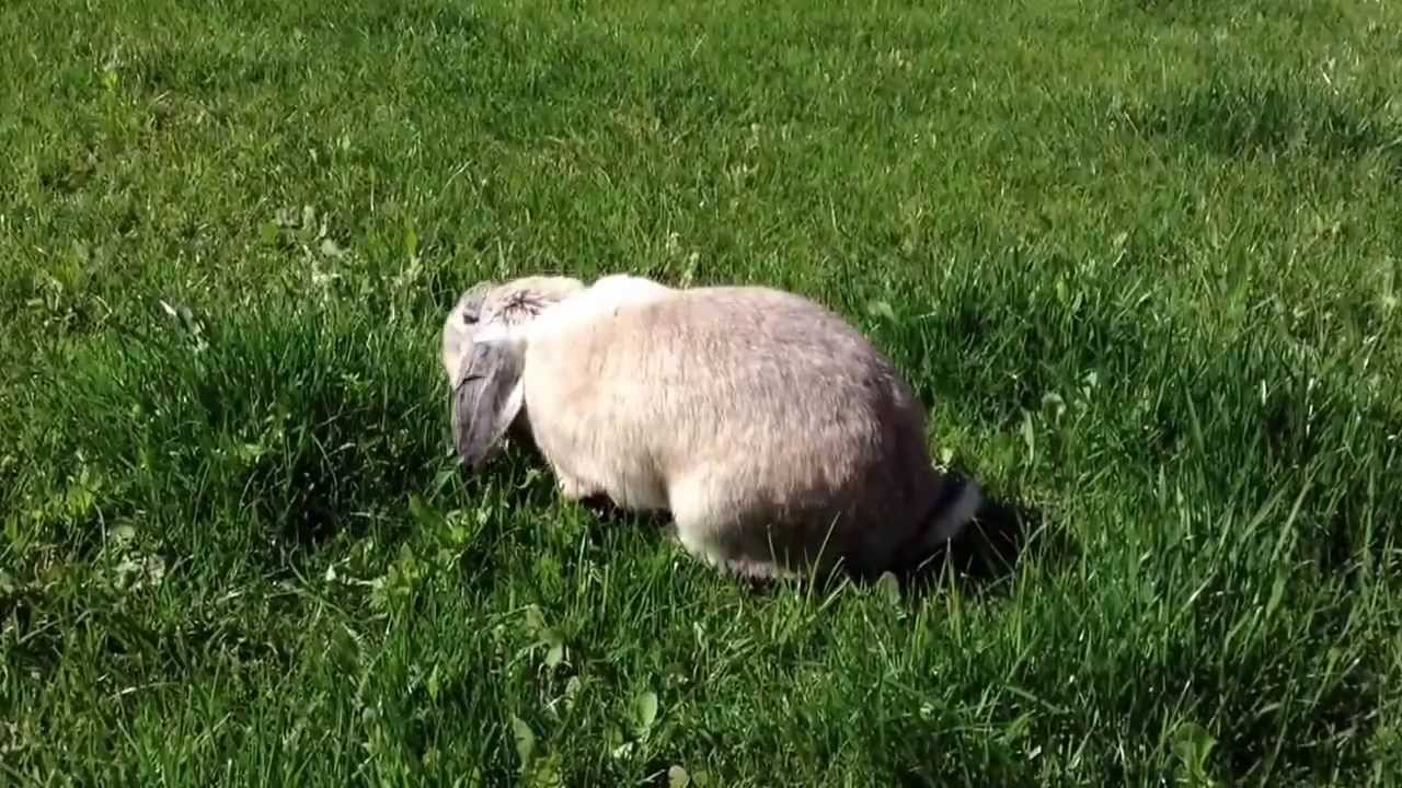 Bur-berry and his little blue rabbit - YouTube