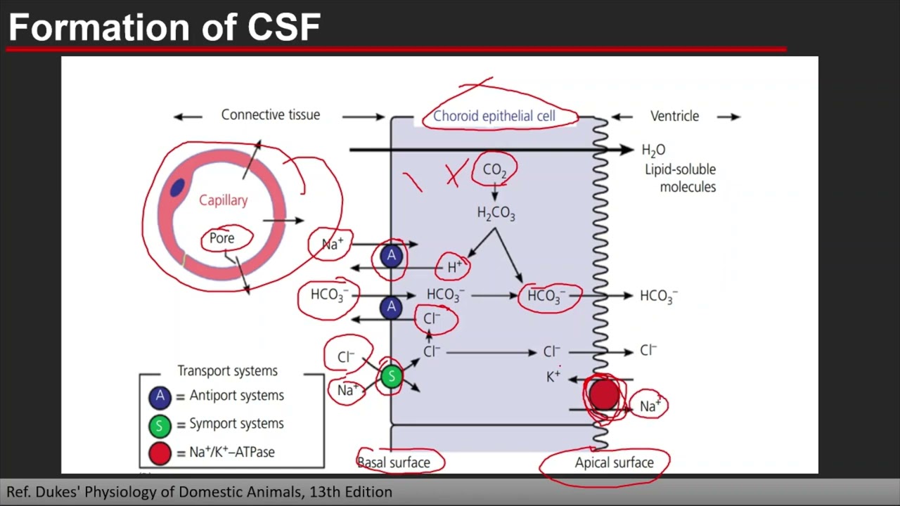 Formation Of CSF - YouTube