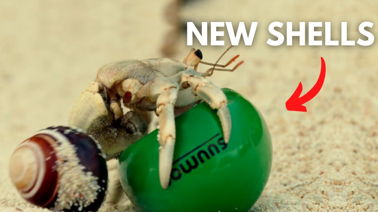Japanese Company Gives Hermit Crabs New Shells - YouTube