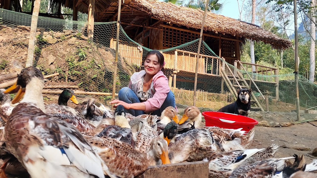 Planting trees in the forest garden - Raise a lot of ducks, Green ...
