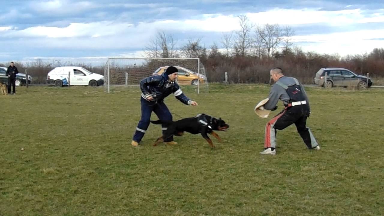 Trening Odbrana - Napad Rotvajler - Itan Black Diamonds Of Serbia ...