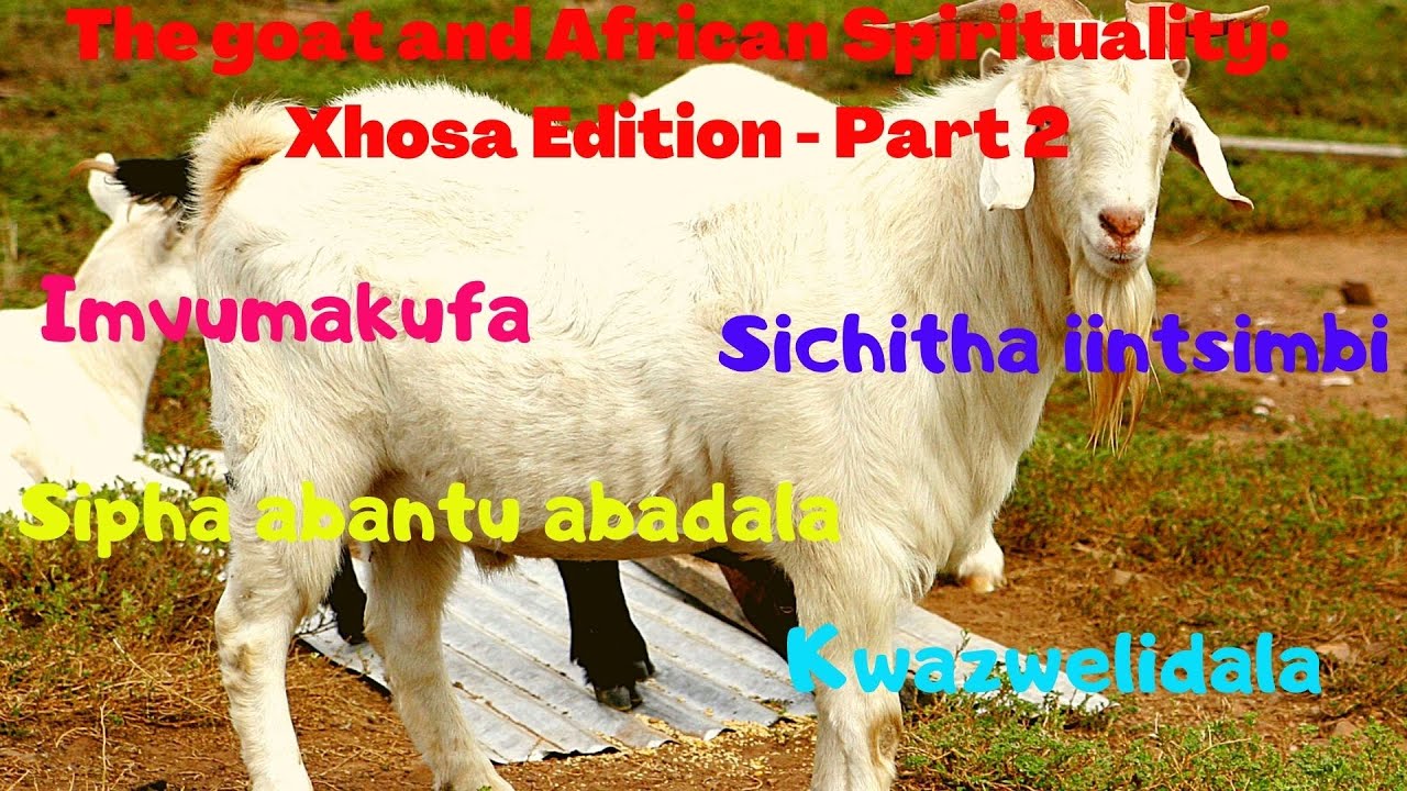 The goat and African Spirituality: Xhosa Edition - Part 2 | Imvumakufa ...