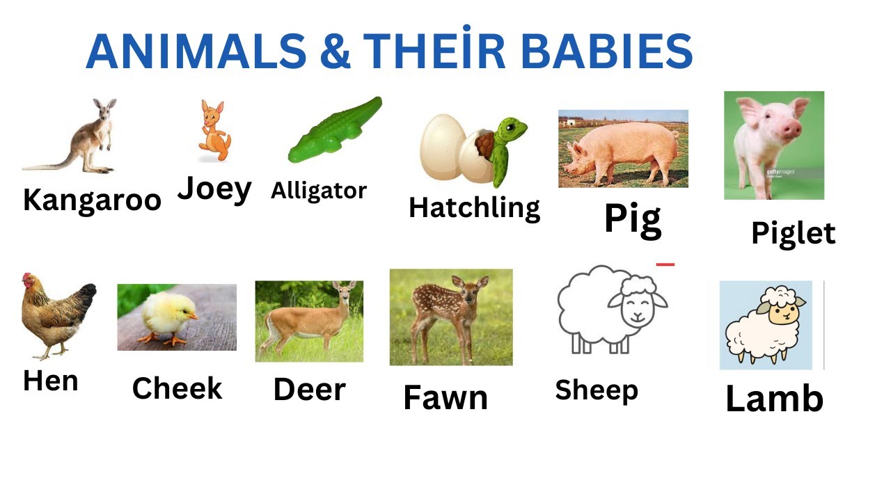 Animal names | Animal and their babies | vocabulary in English | Animal ...