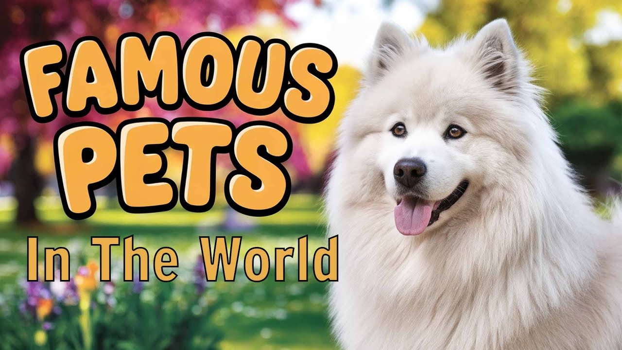Who Are the Most Famous Pets in the World? - YouTube