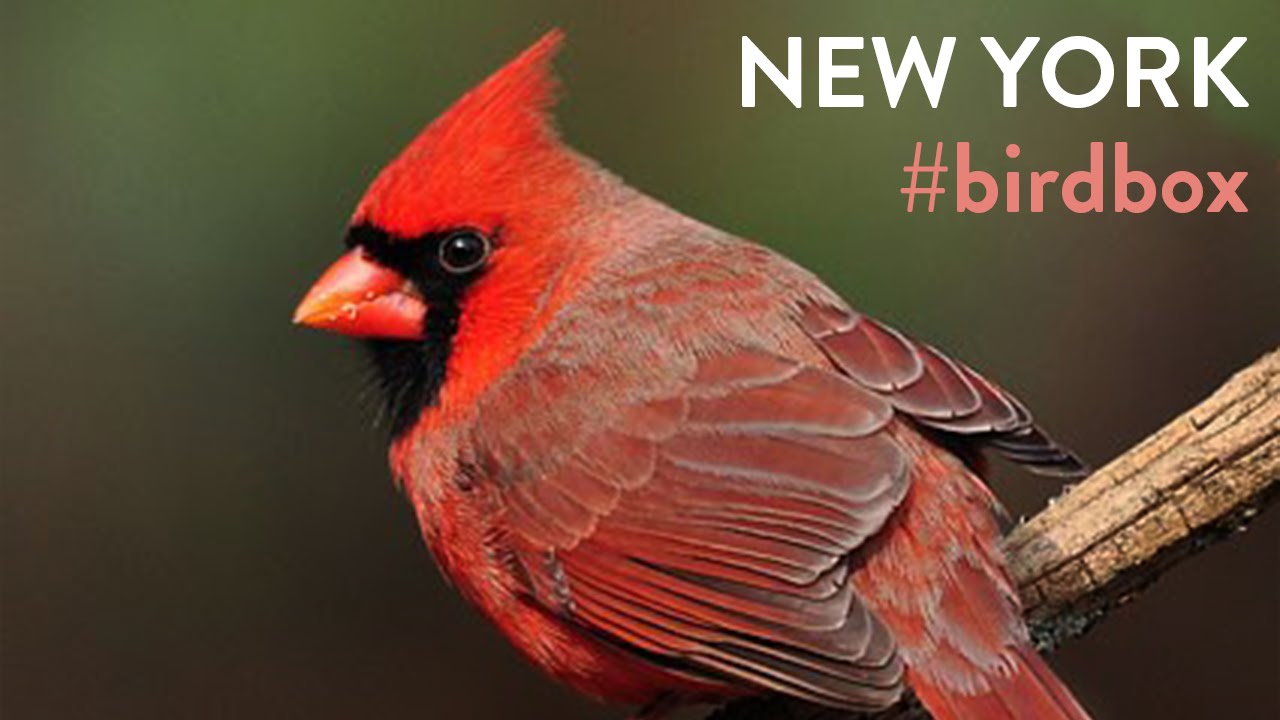 Music Made From Real Bird Songs New York YouTube music-made-from-real-bird-songs-new-york-youtube