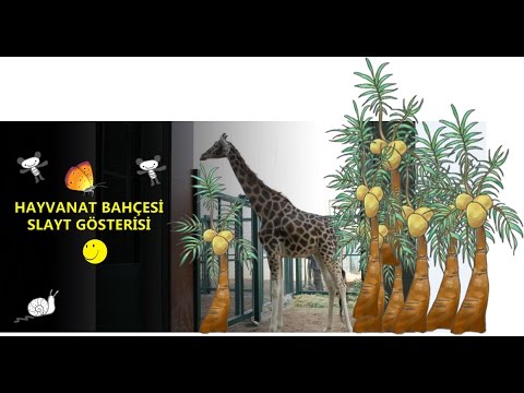 Hayvanat Bahçesi Gezisi /  Slayt Gösterisi / Preschool Zoo