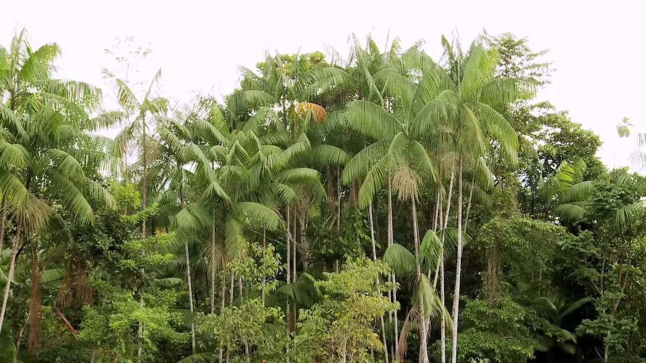 The açai palm (Euterpe oleracea) in Colombia-English subtitles.webm ...