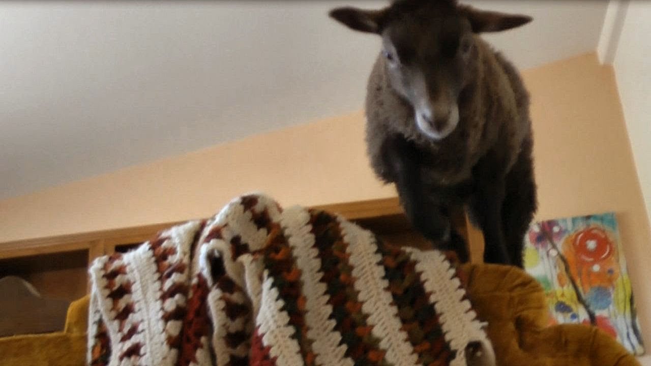 Lambs having fun in the house - YouTube