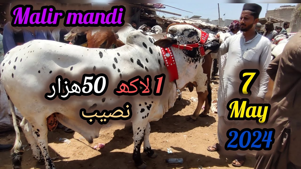 Malir mandi rates update || mandi news by mazhar #cow #goat # ...