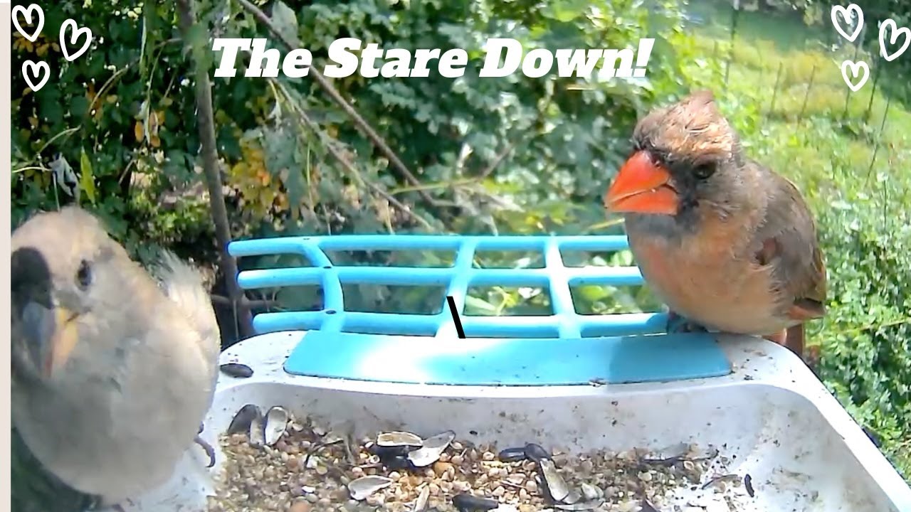 Peekaboo: A Feathered Fiasco with a Squirrel Sidekick - YouTube