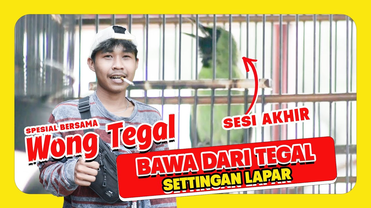 Cucak Ijo dari Tegal settingan LAPAR CUCAK IJO TEGAL rawatan cak ijo ...