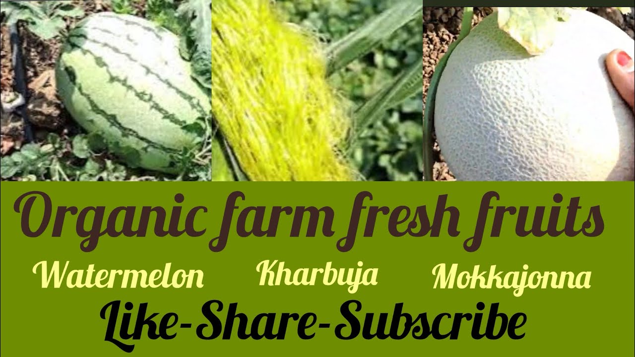 Organic farm fresh fruits || watermelon and kharbuja thota || farm ...