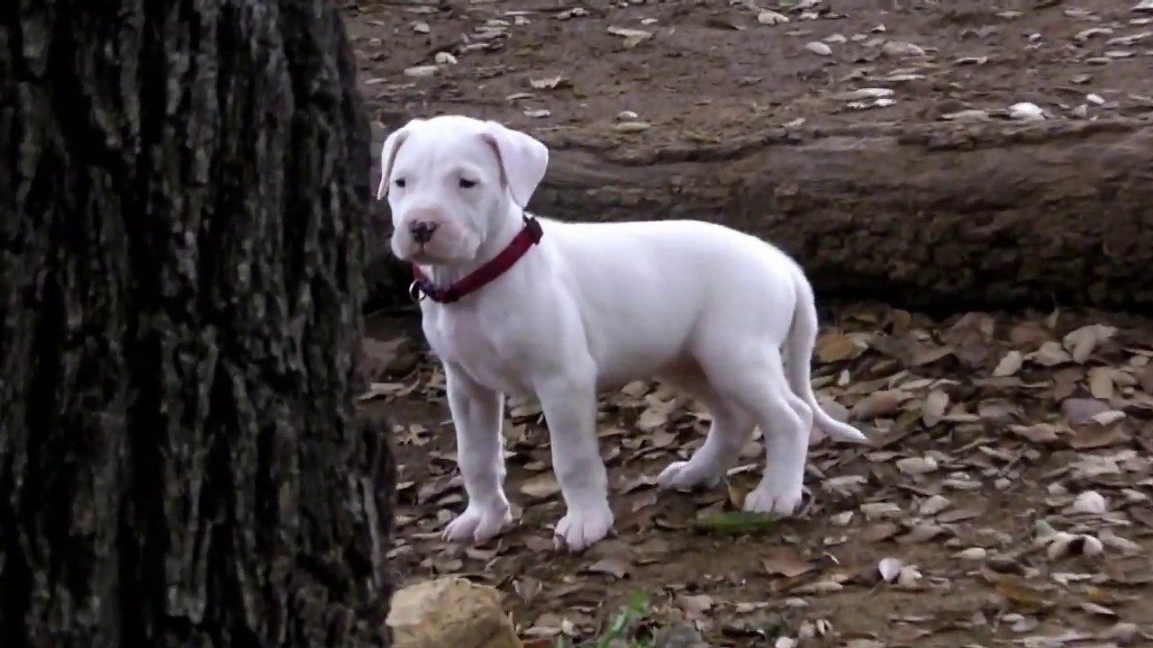 Pure Dogo Argentino Female Puppies - Mambo x Nina Feb 2019 - YouTube